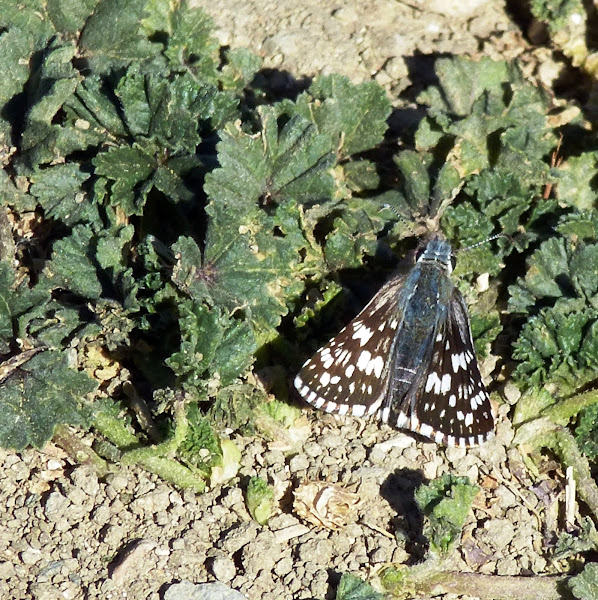 Common Checkered Skipper | Project Noah