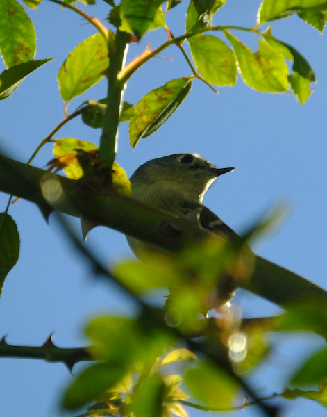 ruby crowned kinglet | Project Noah
