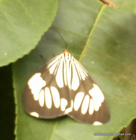 Marbled White Moth | Project Noah