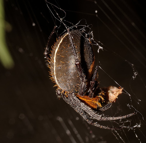 Orb-weaver spider | Project Noah