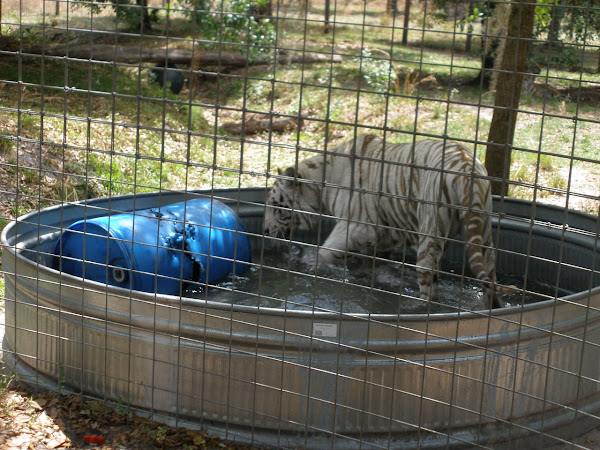 White Tiger | Project Noah