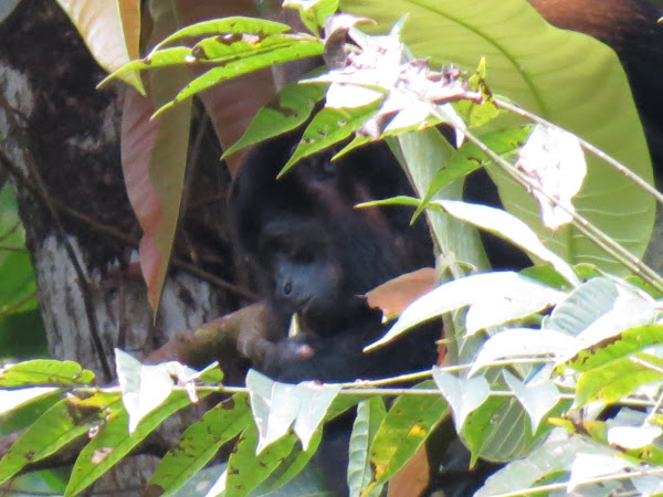 Mantled howler monkey | Project Noah