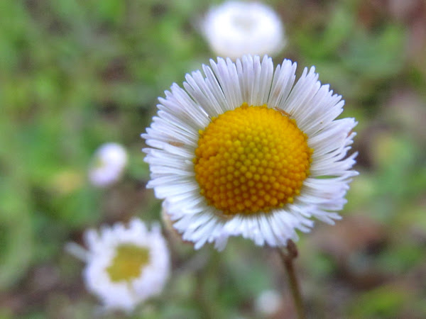Oakleaf Fleabane | Project Noah