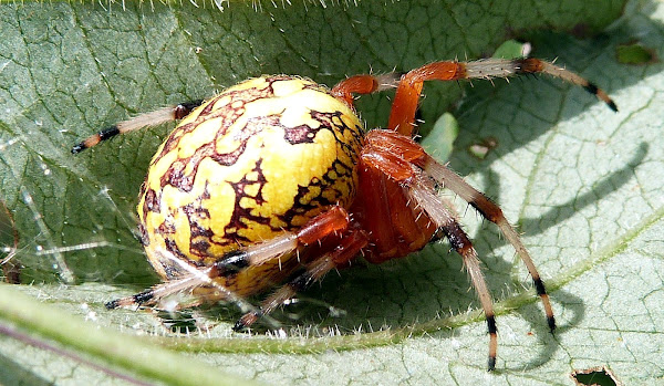 Marbled Orb Weaver Spider | Project Noah
