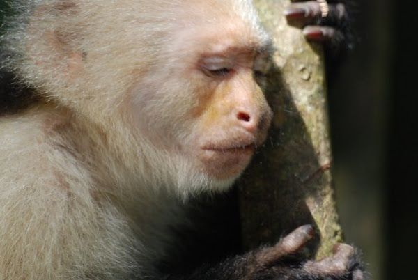 Cappuchin Monkey | Project Noah