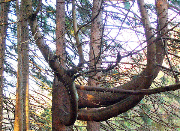 Unknown tree | Project Noah