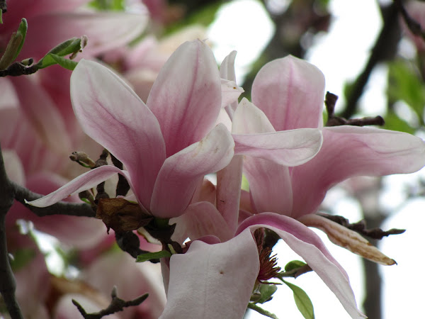 Magnolia Tulip Tree | Project Noah