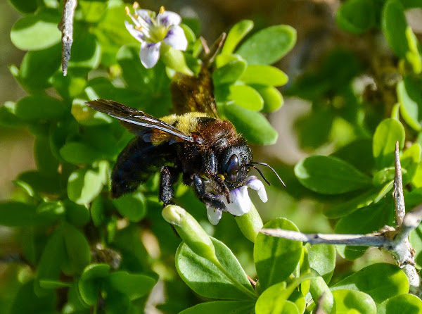 Carpenter Bee | Project Noah