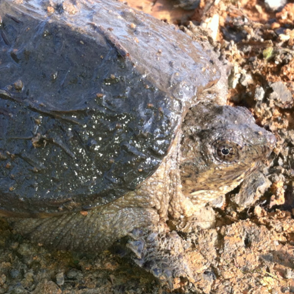 Common Snapping Turtle | Project Noah