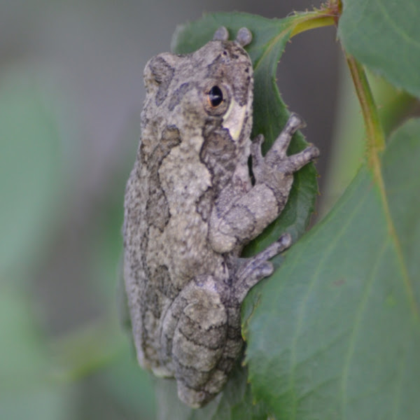 Gray Tree Frog | Project Noah
