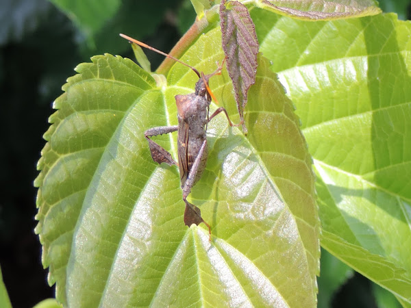 Eastern Leaf-footed Bug | Project Noah