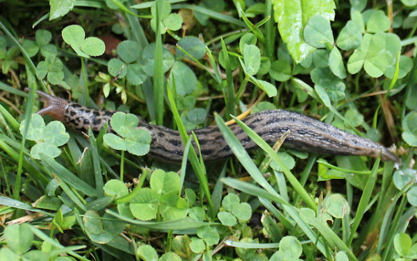 Leopard Slug | Project Noah