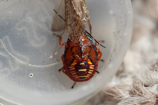 Predatory Stink Bug nymph | Project Noah