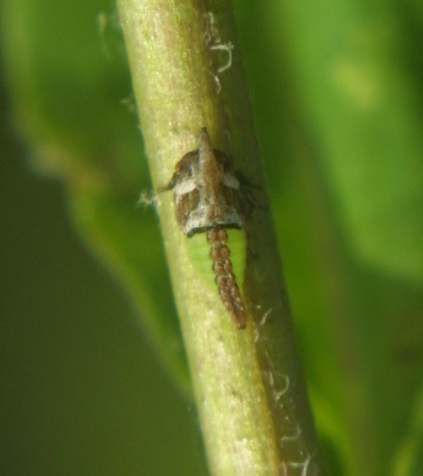 Eastern/Widefooted Treehopper nymphs | Project Noah