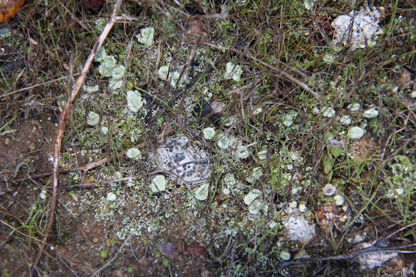 Pixie-cup Lichen | Project Noah