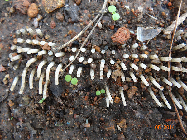 Unknown | Project Noah