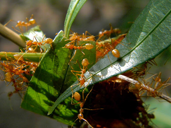 weaver ants | Project Noah