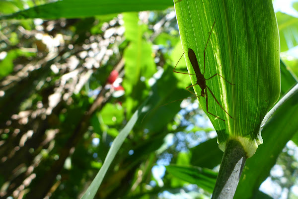Assassin bug | Project Noah