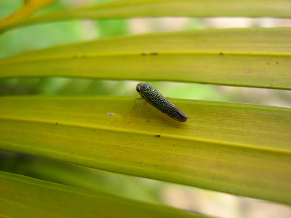Leafhopper | Project Noah
