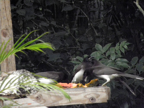 brown jay(juvenile) | Project Noah