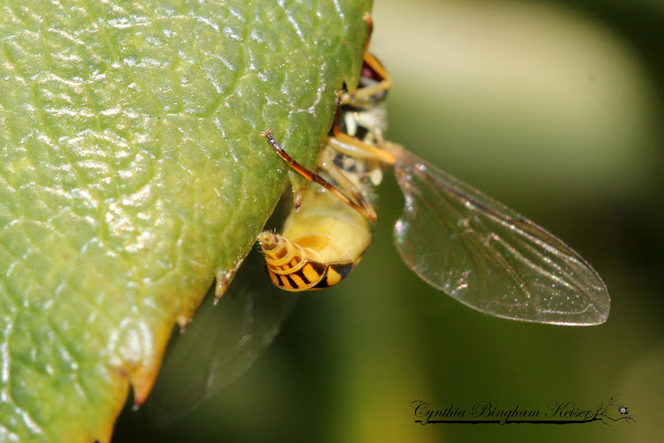 Common Oblique Syrphid | Project Noah