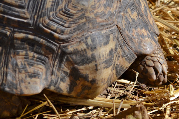 Leopard tortoise | Project Noah