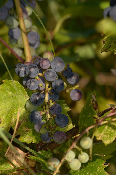 Concord Grapes | Project Noah