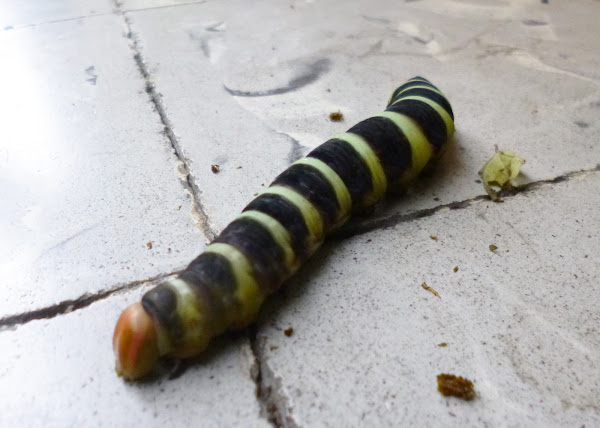 Frangipani Caterpillar | Project Noah