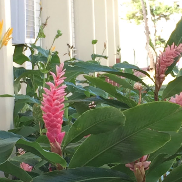 Pink cone ginger | Project Noah
