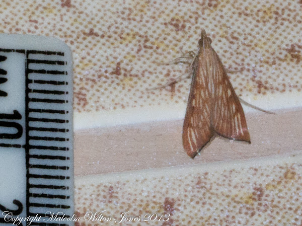 Sesame Leafroller | Project Noah