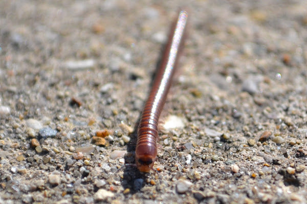 millipede | Project Noah