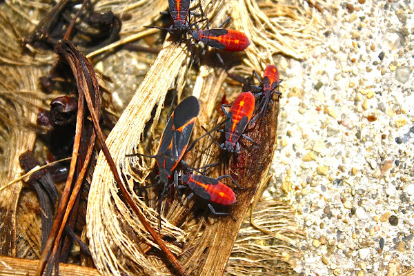 Eastern Box Elder Bug | Project Noah