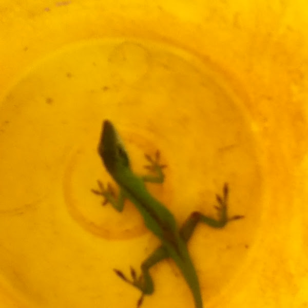 Green Anole | Project Noah