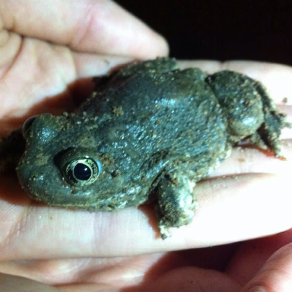Spade foot toad | Project Noah