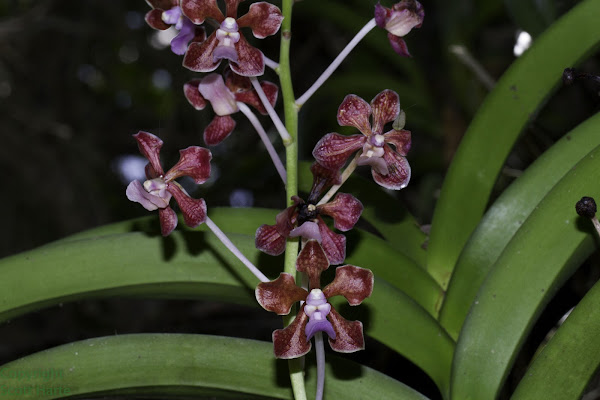 Vanda limbata | Project Noah