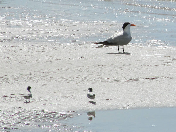Least Tern | Project Noah