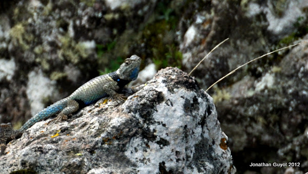 Blue Spiny Lizard | Project Noah