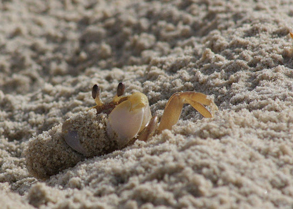 Ghost Crab | Project Noah