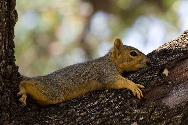 Eastern Fox Squirrel | Project Noah
