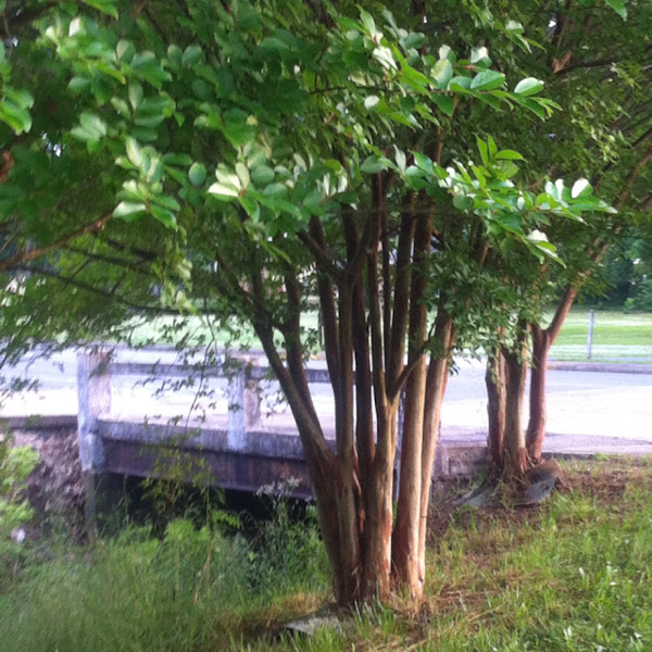 Crepe Myrtle | Project Noah