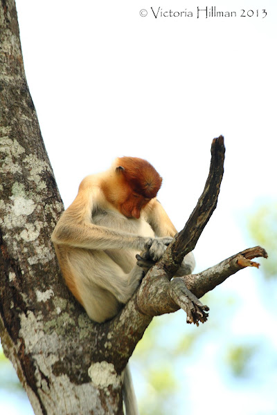 Proboscis Monkey | Project Noah