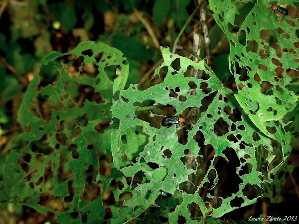 Skeletonizing Leaf Beetles | Project Noah