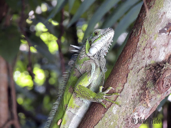 Iguana-Verde | Project Noah