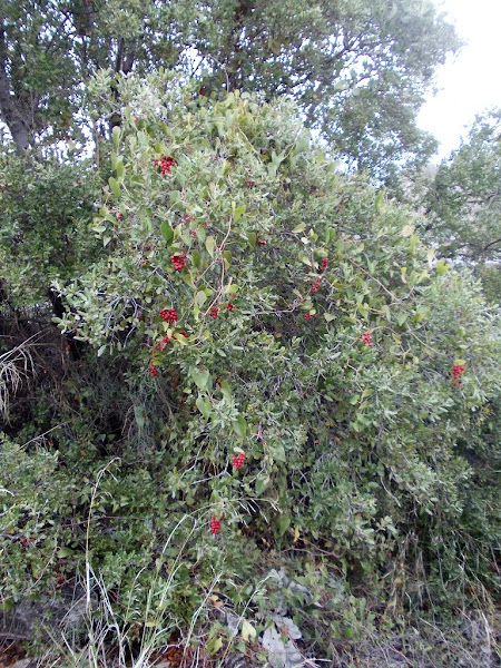 Rough bindweed (Αρκουδόβατος) | Project Noah
