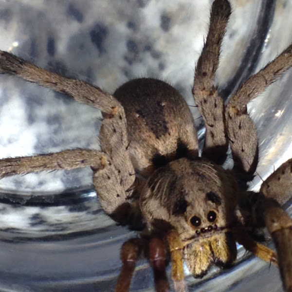 Tarantula Wolf Spider | Project Noah