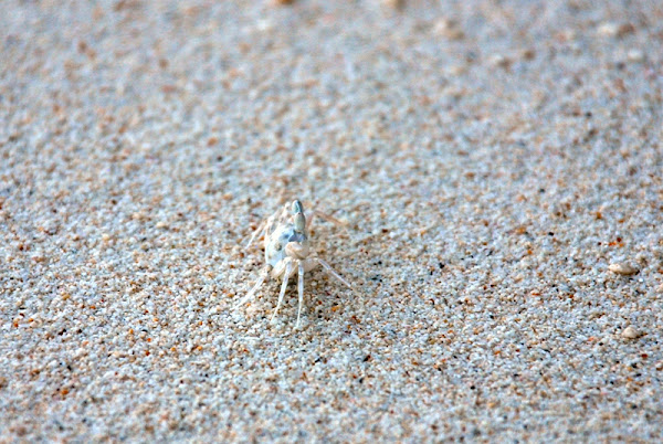 Ghost Crab | Project Noah