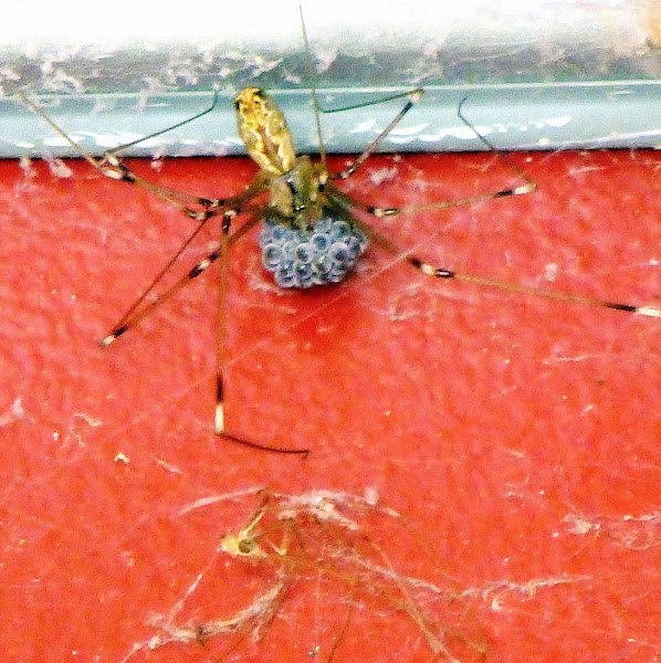 Cellar Spider | Project Noah