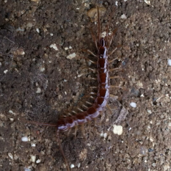 Stone centipede | Project Noah