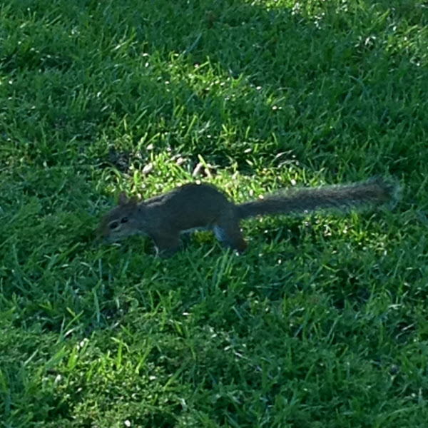 Gray squirrel | Project Noah