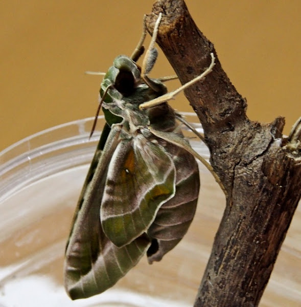 Oleander Hawk Moth | Project Noah